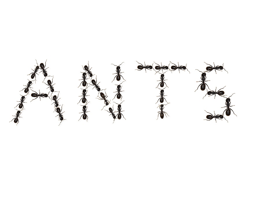 Does Your Brain Have An ANT Problem? – Thriving Now