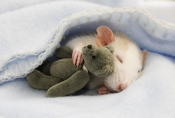 Tapping For Sleep… – Thriving Now